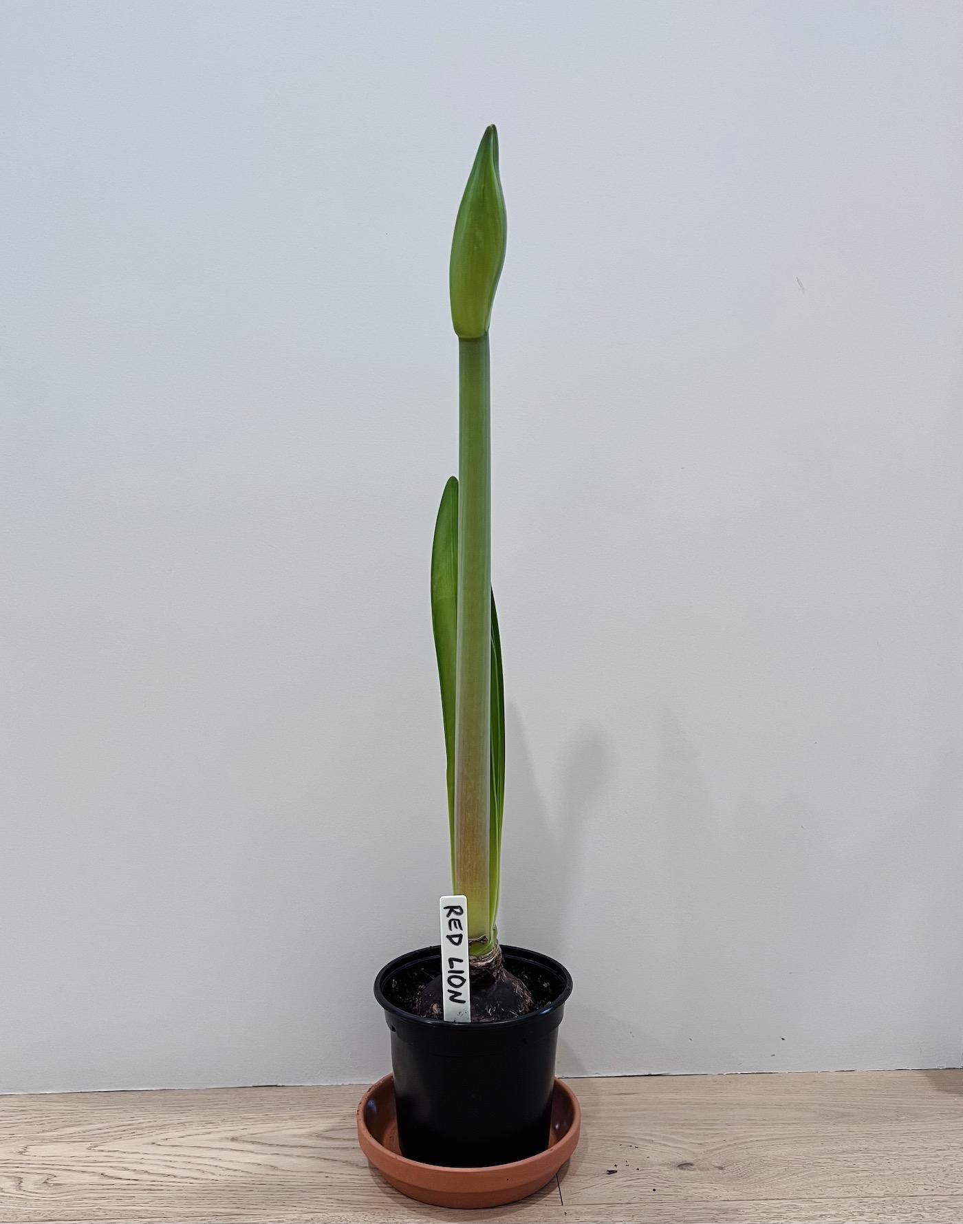 Red lion amaryllis 🌹🦁 Caring for this vibrant beauty