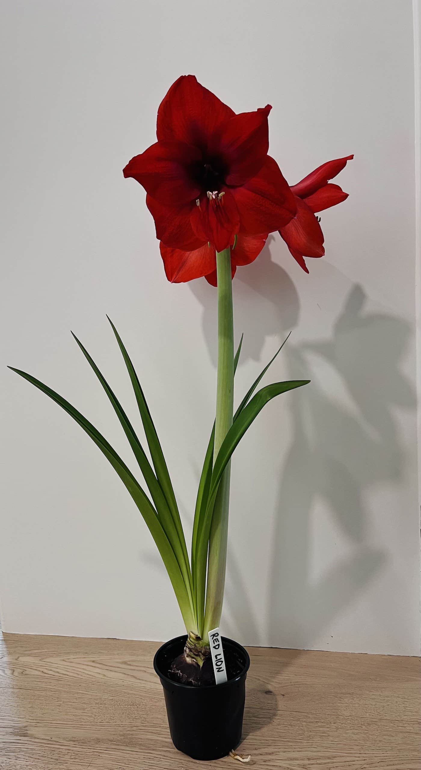 Red lion amaryllis 🌹🦁 Caring for this vibrant beauty