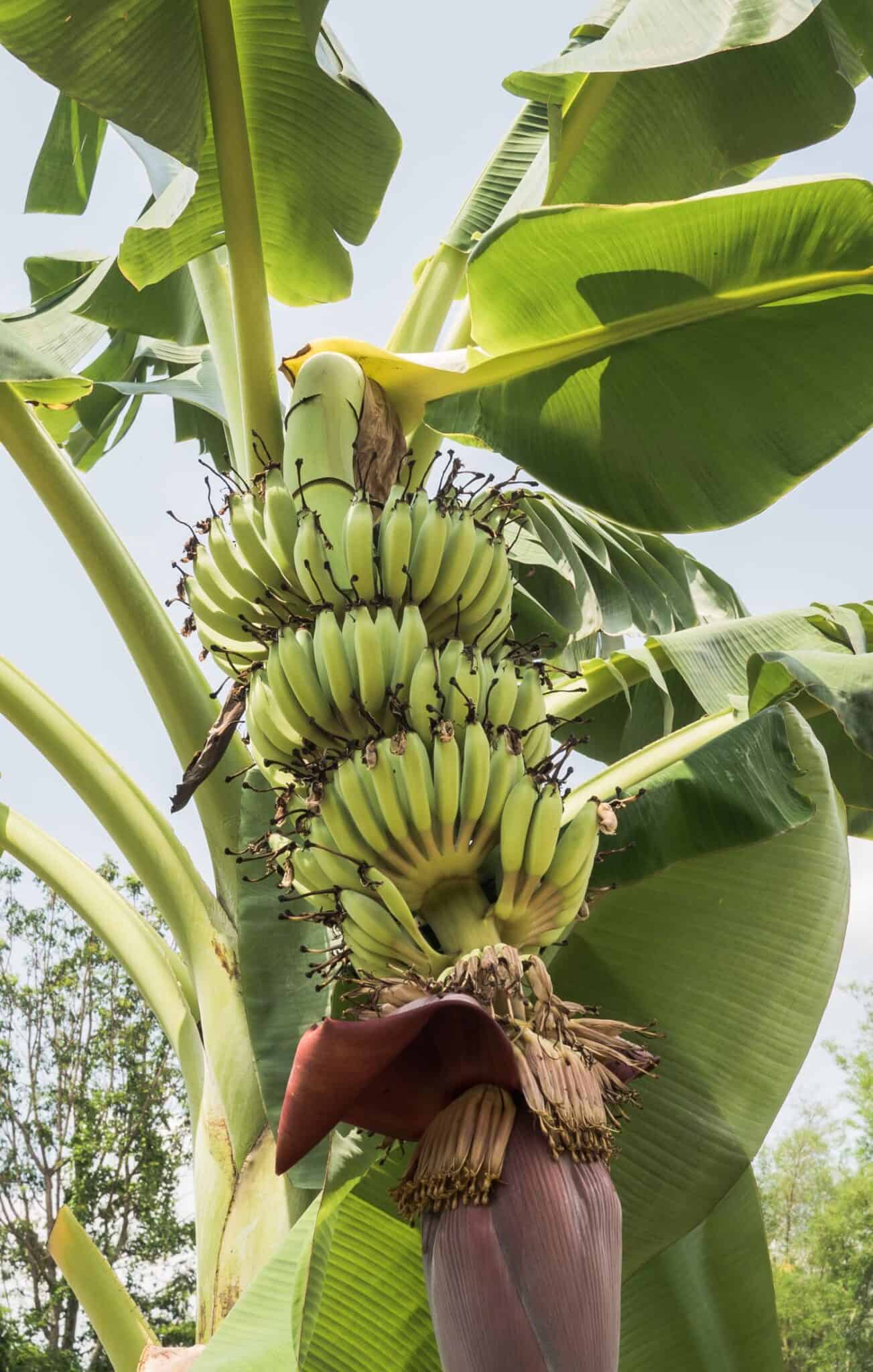Banana tree flowering stages 🌼🍌 Follow the journey of growth