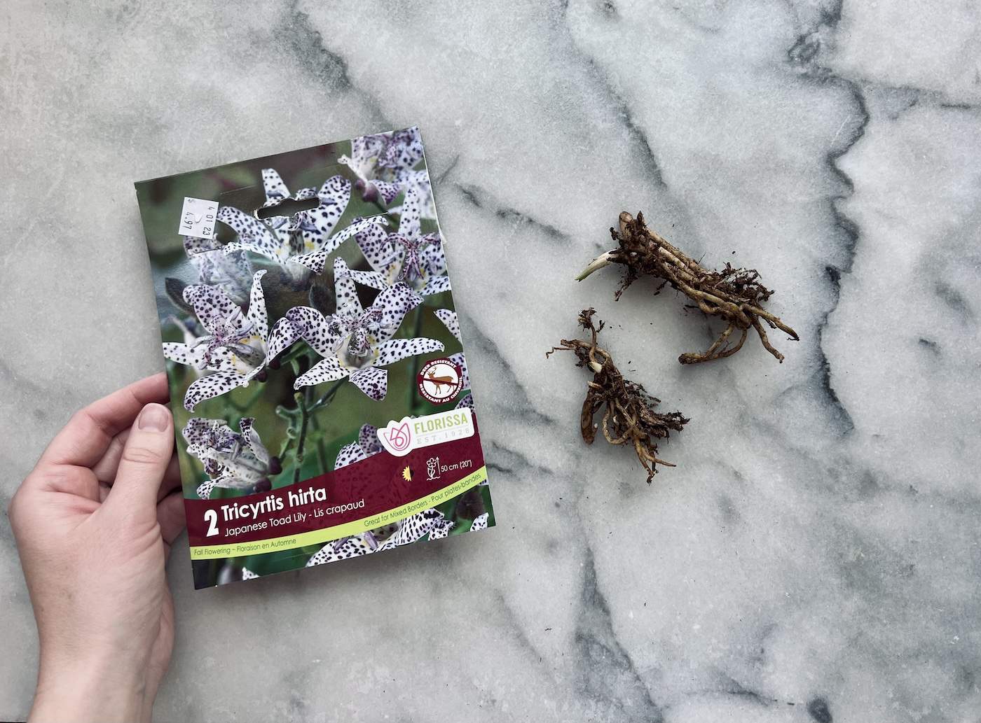 Toad lily 🐸 🌼 The star of the autumn shade garden