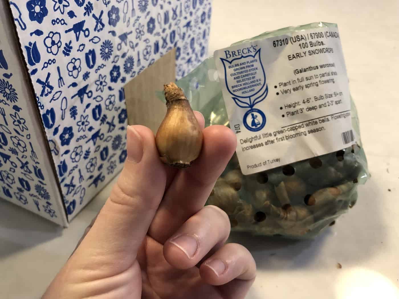 Naturalizing bulbs in your landscape 🌷 🌼 A gardener's guide