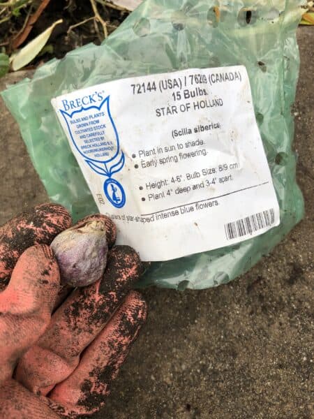 Naturalizing bulbs in your landscape 🌷 🌼 A gardener's guide