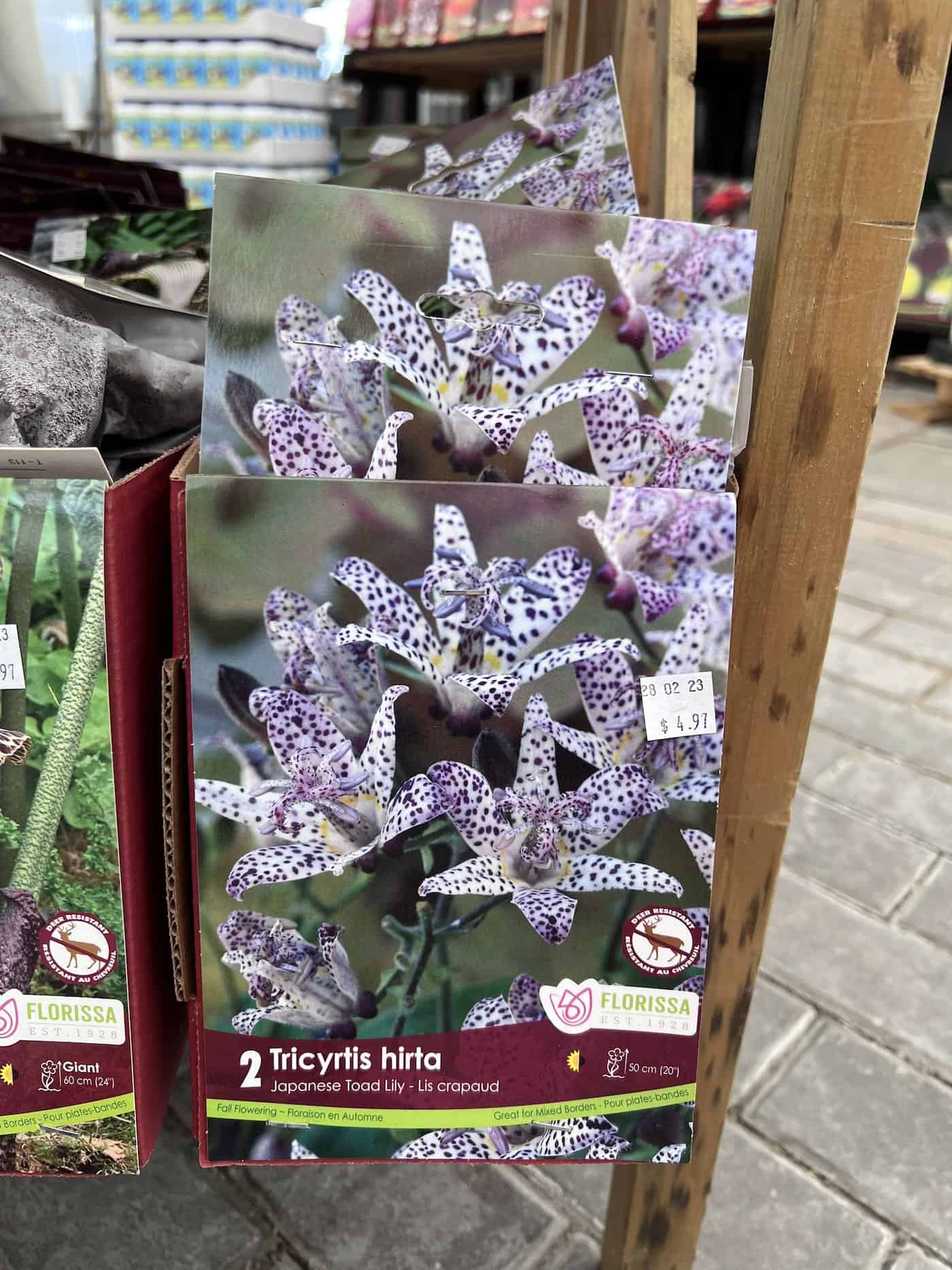 Toad lily 🐸 🌼 The star of the autumn shade garden