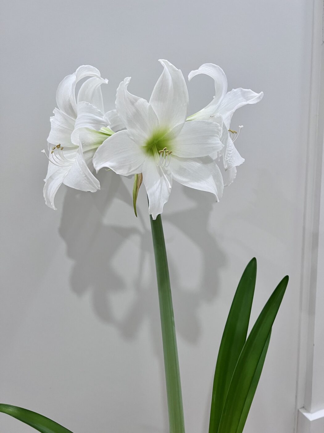 An introduction to white amaryllis 🌸 ️ From bulb to breathtaking bloom.