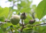 Apple tree diseases 🍎🌳 Identification and effective treatment methods