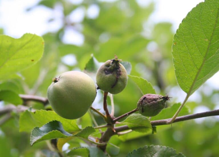 Apple tree diseases 🍎🌳 Identification and effective treatment methods
