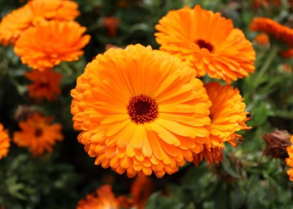 11+ flowers to plant in March 🌷 📅 Jumpstart your spring garden