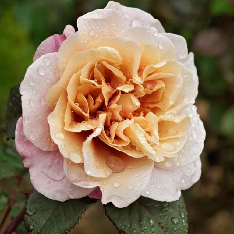 20 popular rose varieties 🌹 🎉 Roses that steal the show