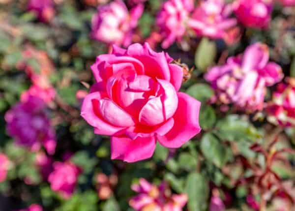 25 pink roses 🌹💕 Revealing the top cultivars for a blush-tinted garden