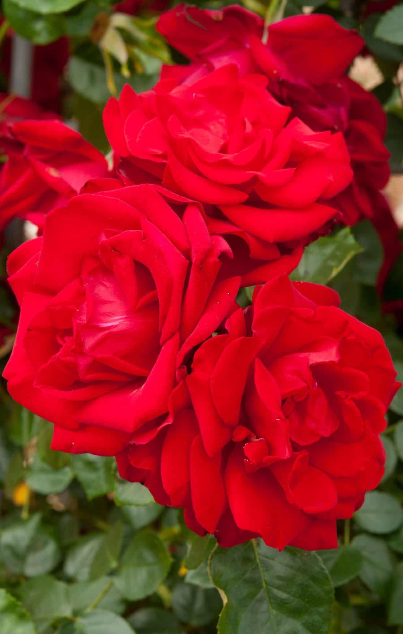 Red roses 🌹 ️ Unveiling the top varieties for passionate gardeners