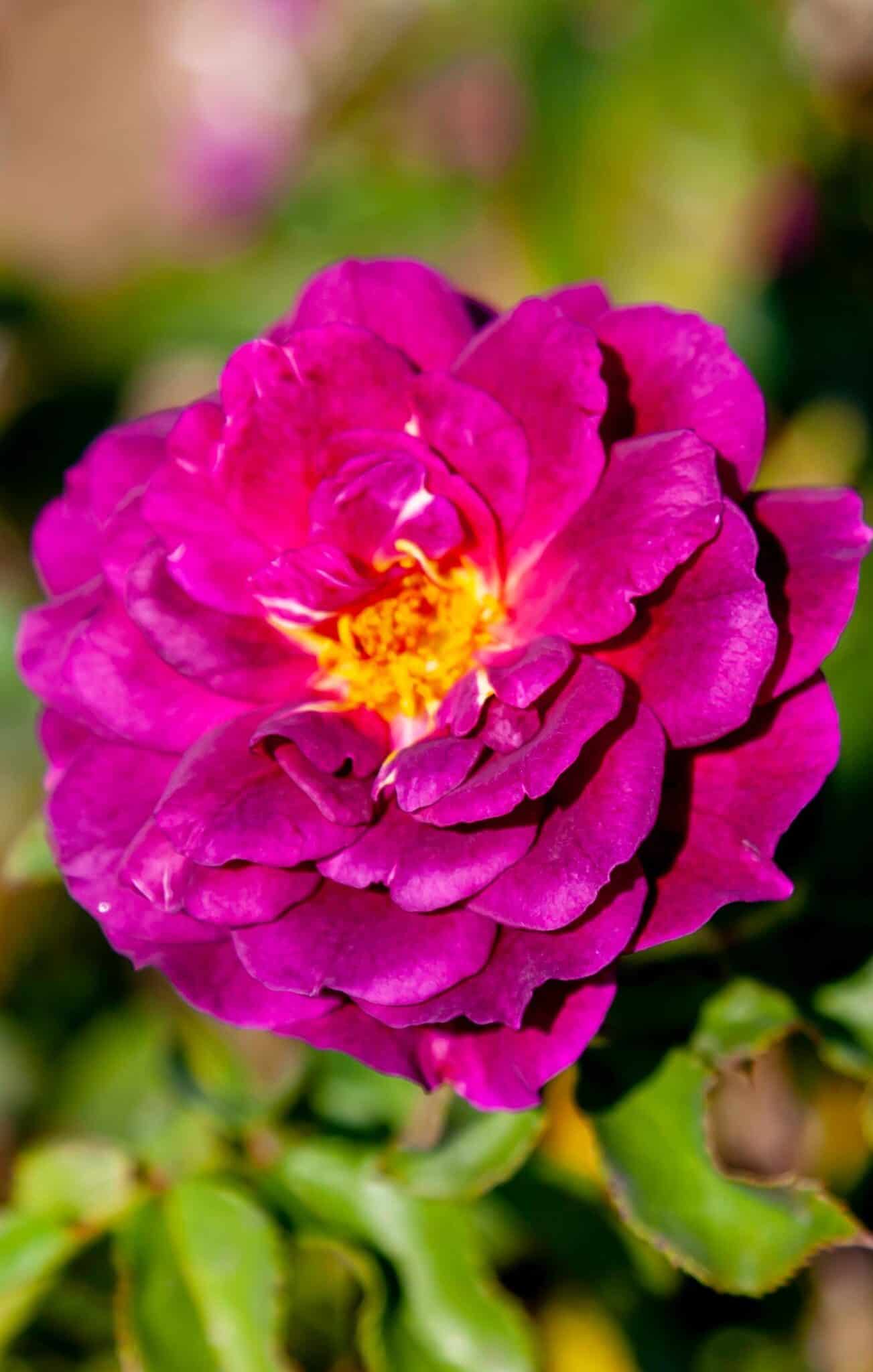 20 popular rose varieties 🌹 🎉 Roses that steal the show