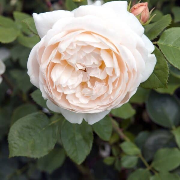 20 popular rose varieties 🌹 🎉 Roses that steal the show