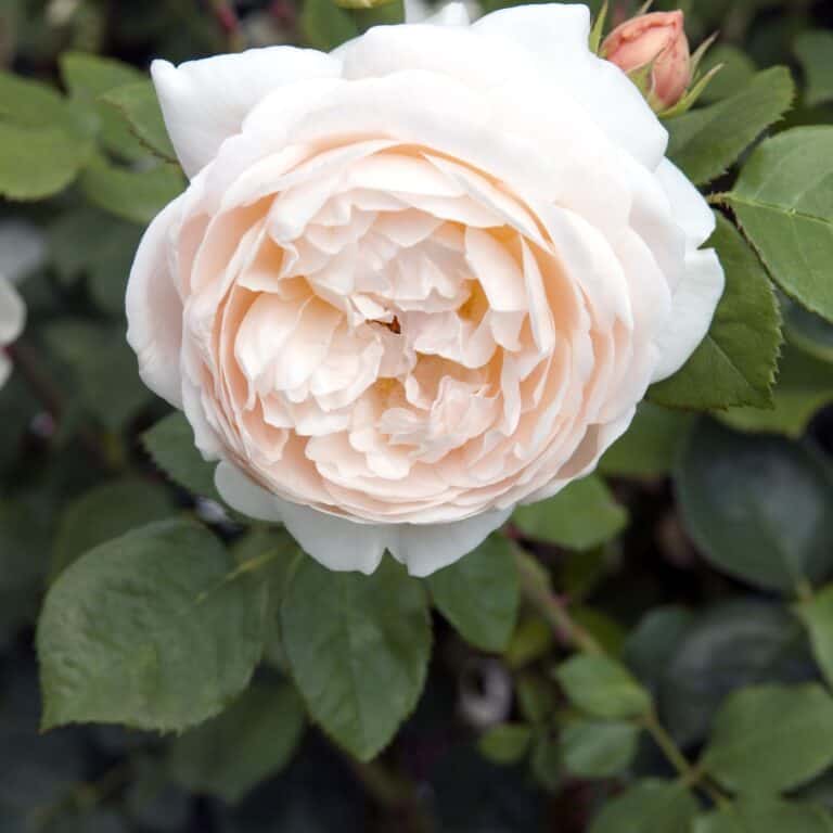 20 popular rose varieties 🌹 🎉 Roses that steal the show