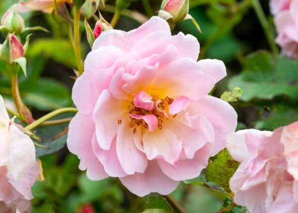 25 pink roses 🌹💕 Revealing the top cultivars for a blush-tinted garden