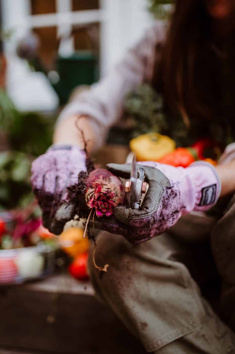 20 cool season vegetables 🌱 ️ Boost your garden's off-peak production