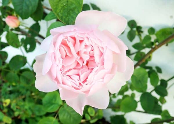 10 light pink roses 🌱 🌸 Grow the softest hues