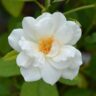 10 white roses to grow ???????? Best varieties to add elegance to your ...