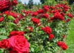 Red roses 🌹 ️ Unveiling the top varieties for passionate gardeners