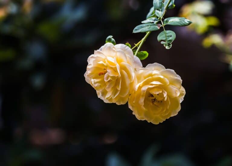 20 popular rose varieties 🌹 🎉 Roses that steal the show