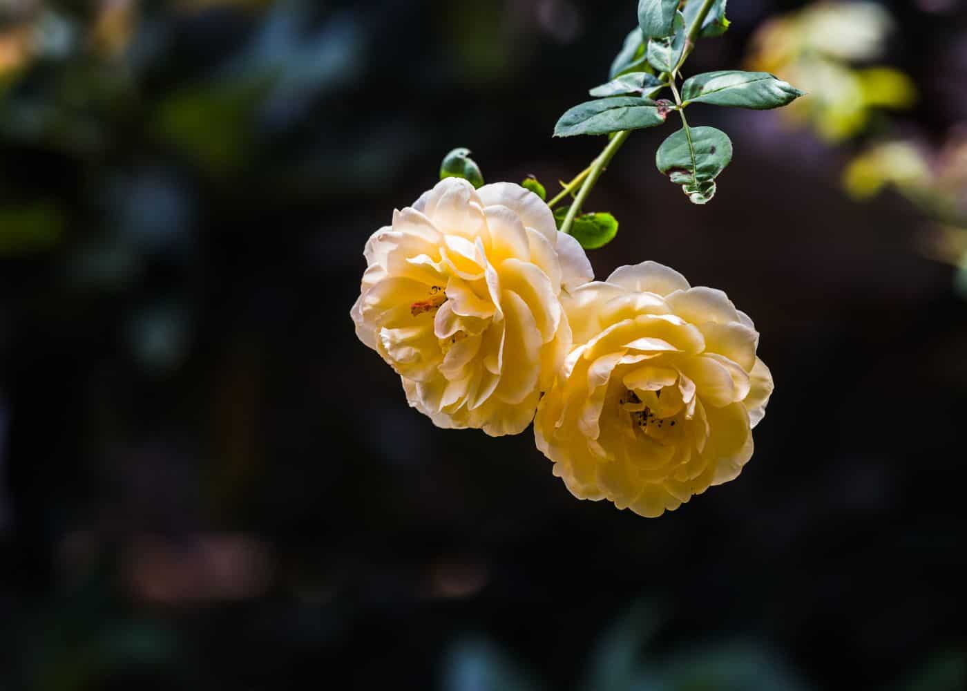 20 popular rose varieties 🌹 🎉 Roses that steal the show