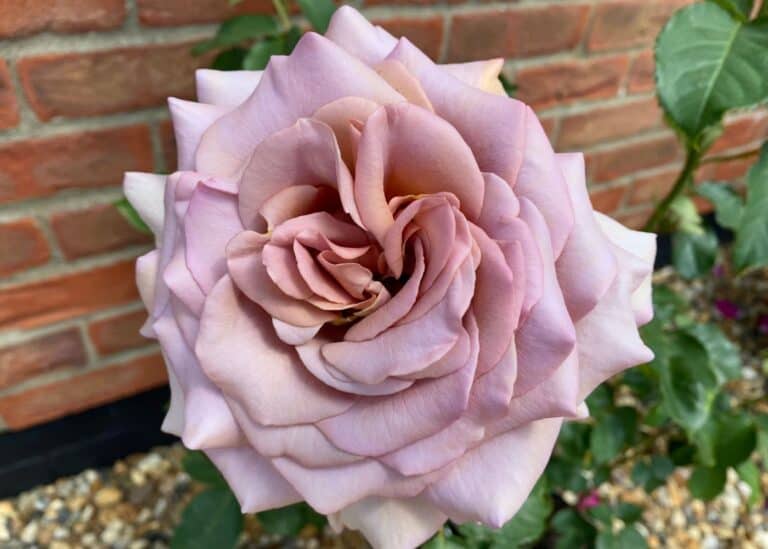 20 popular rose varieties 🌹 🎉 Roses that steal the show