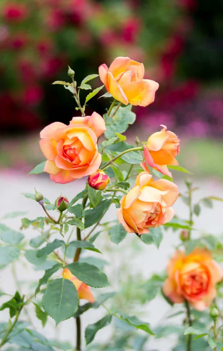 20 popular rose varieties 🌹 🎉 Roses that steal the show