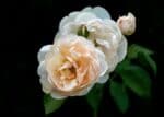 10 white roses to grow ???????? Best varieties to add elegance to your ...