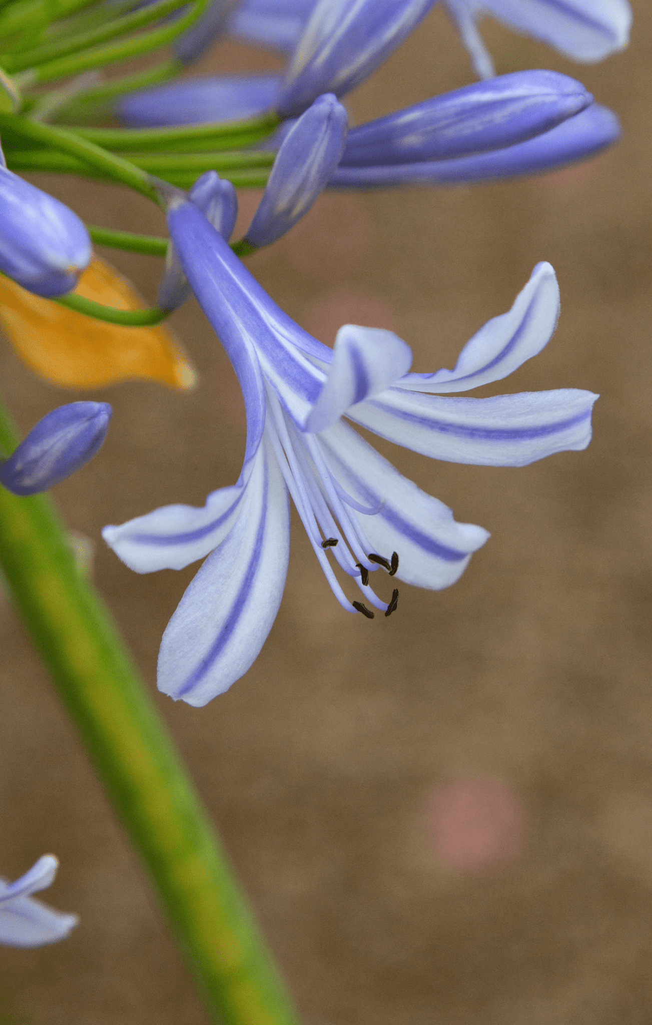 Lily of the Nile plant care and growing guide | Home for the Harvest