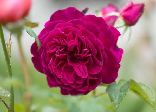 Red roses 🌹 ️ Unveiling the top varieties for passionate gardeners