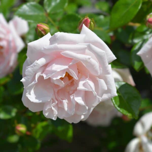 25 pink roses 🌹💕 Revealing the top cultivars for a blush-tinted garden