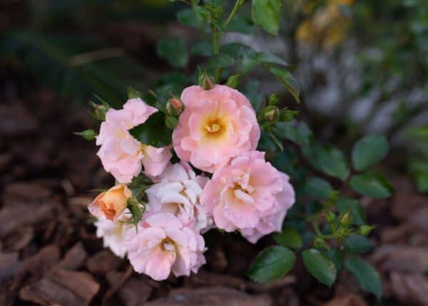 20 popular rose varieties 🌹 🎉 Roses that steal the show