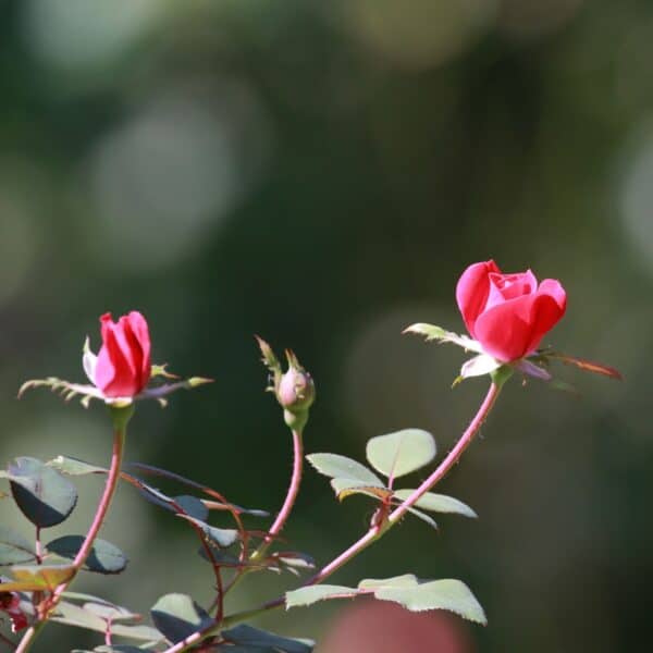 Red roses 🌹 ️ Unveiling the top varieties for passionate gardeners