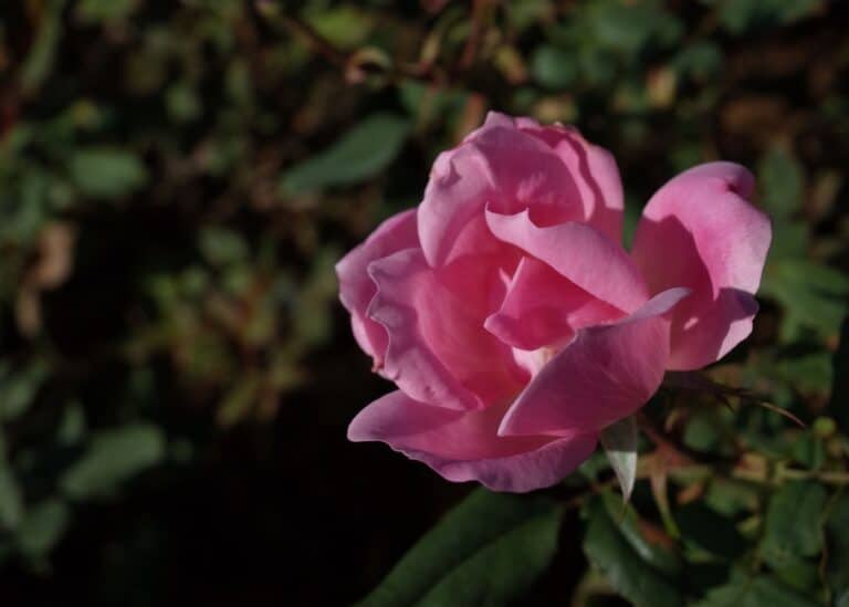 25 pink roses 🌹💕 Revealing the top cultivars for a blush-tinted garden