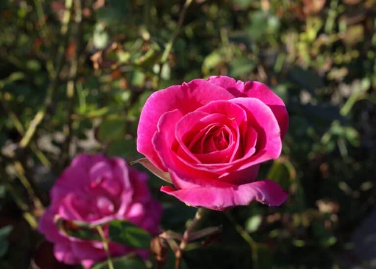 25 pink roses 🌹💕 Revealing the top cultivars for a blush-tinted garden