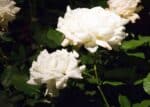 10 white roses to grow ???????? Best varieties to add elegance to your ...