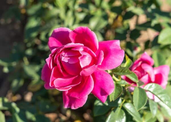 10 light pink roses 🌱 🌸 Grow the softest hues