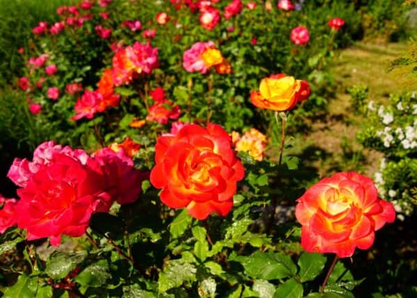 20 popular rose varieties 🌹 🎉 Roses that steal the show