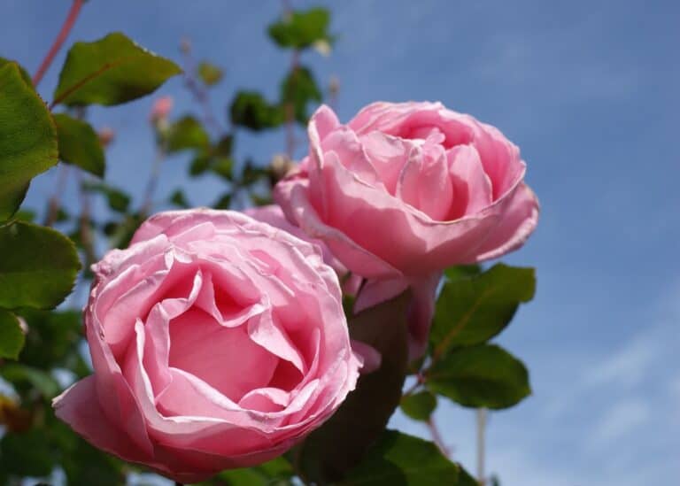 20 popular rose varieties 🌹 🎉 Roses that steal the show