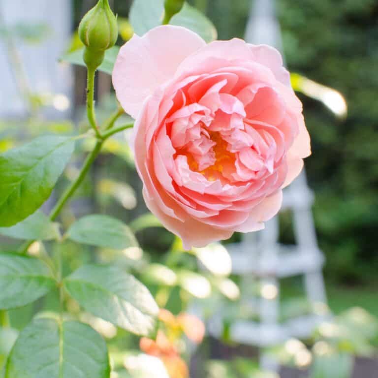 10 light pink roses 🌱 🌸 Grow the softest hues