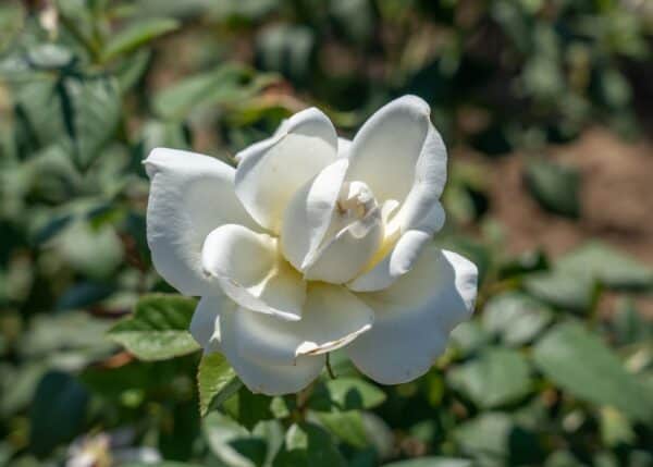 10 white roses to grow ???????? Best varieties to add elegance to your ...