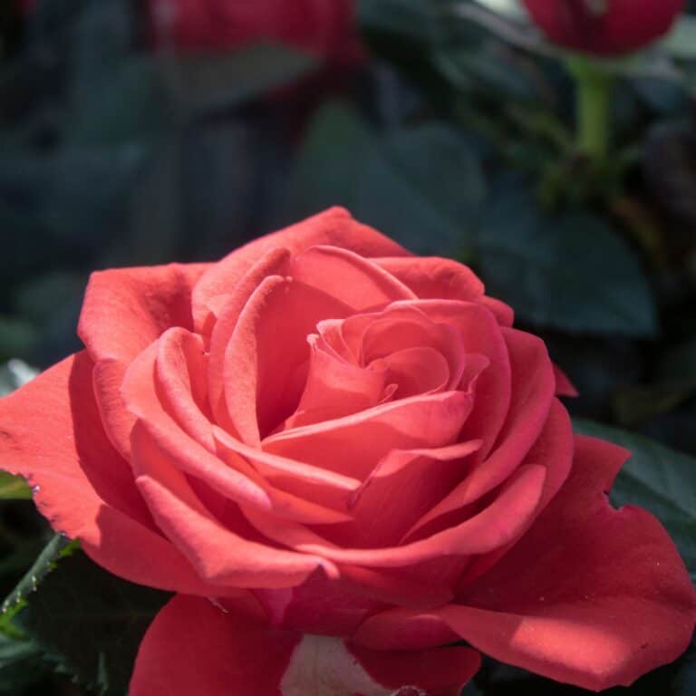 20 popular rose varieties 🌹 🎉 Roses that steal the show