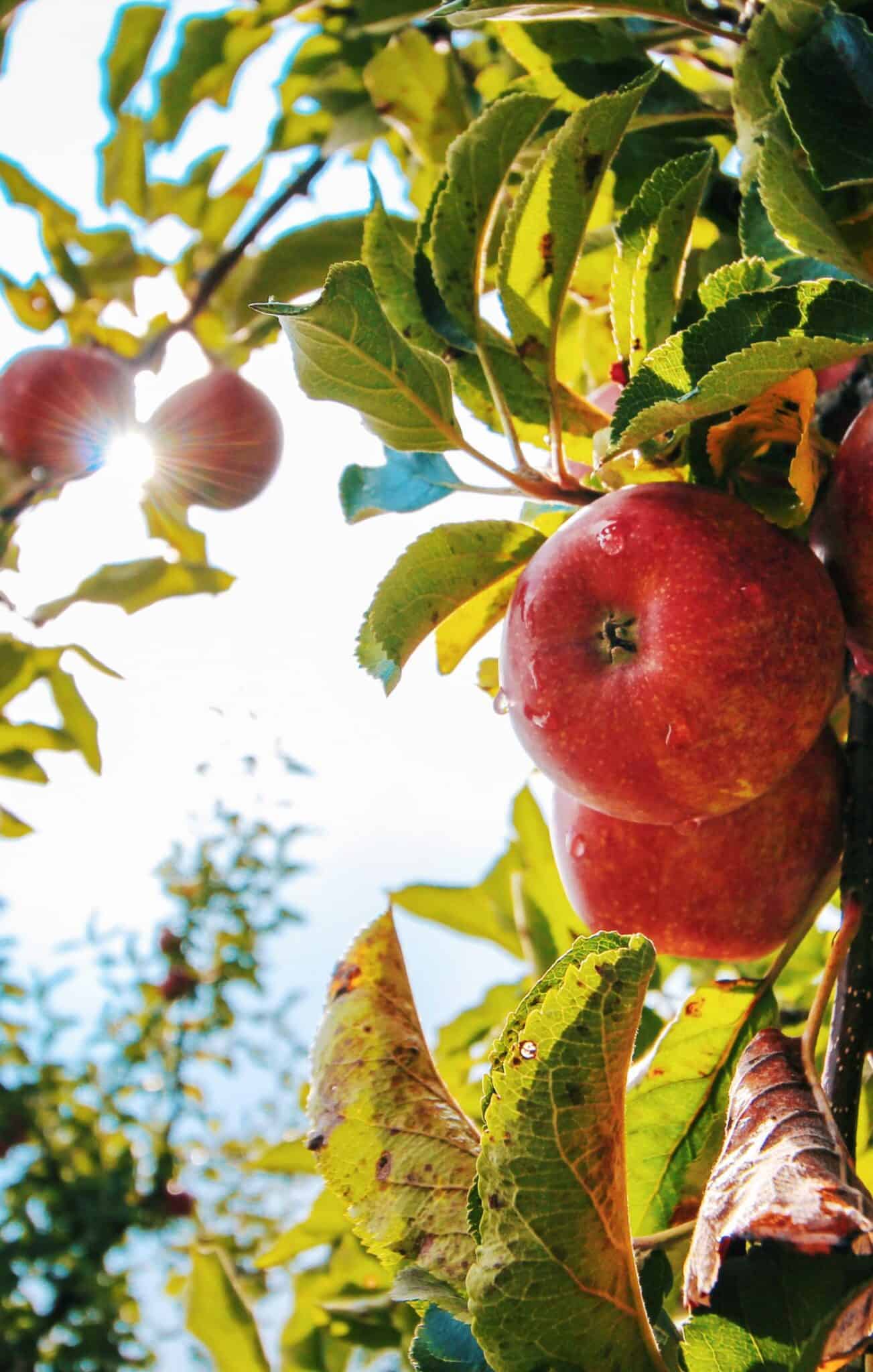 Apple tree diseases 🍎🌳 Identification and effective treatment methods