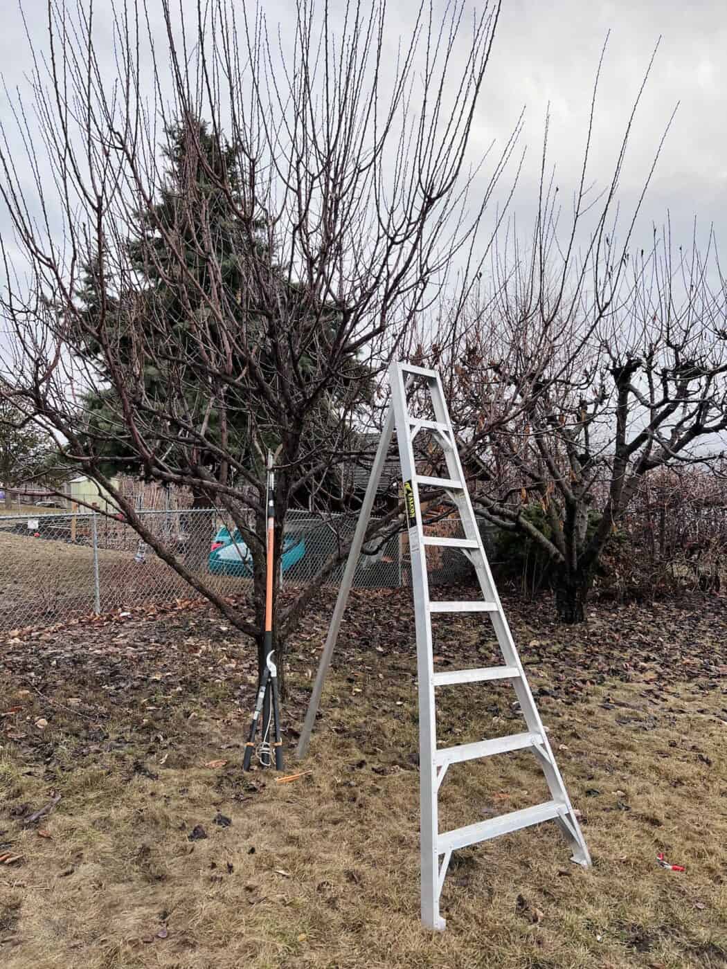How to prune an apricot tree 🌳 ️ Techniques for a healthier yield