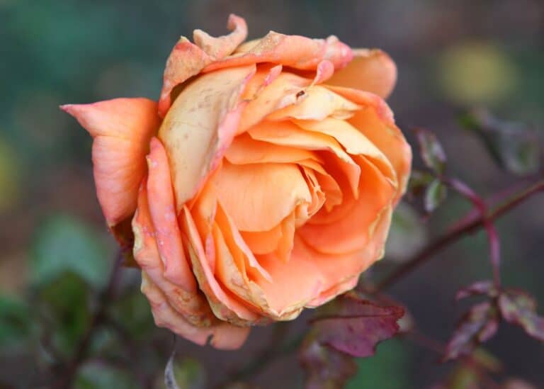 20 popular rose varieties 🌹 🎉 Roses that steal the show