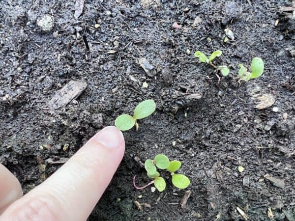 Winter sowing bachelor buttons ️ 🌸 Steps for vibrant flowers