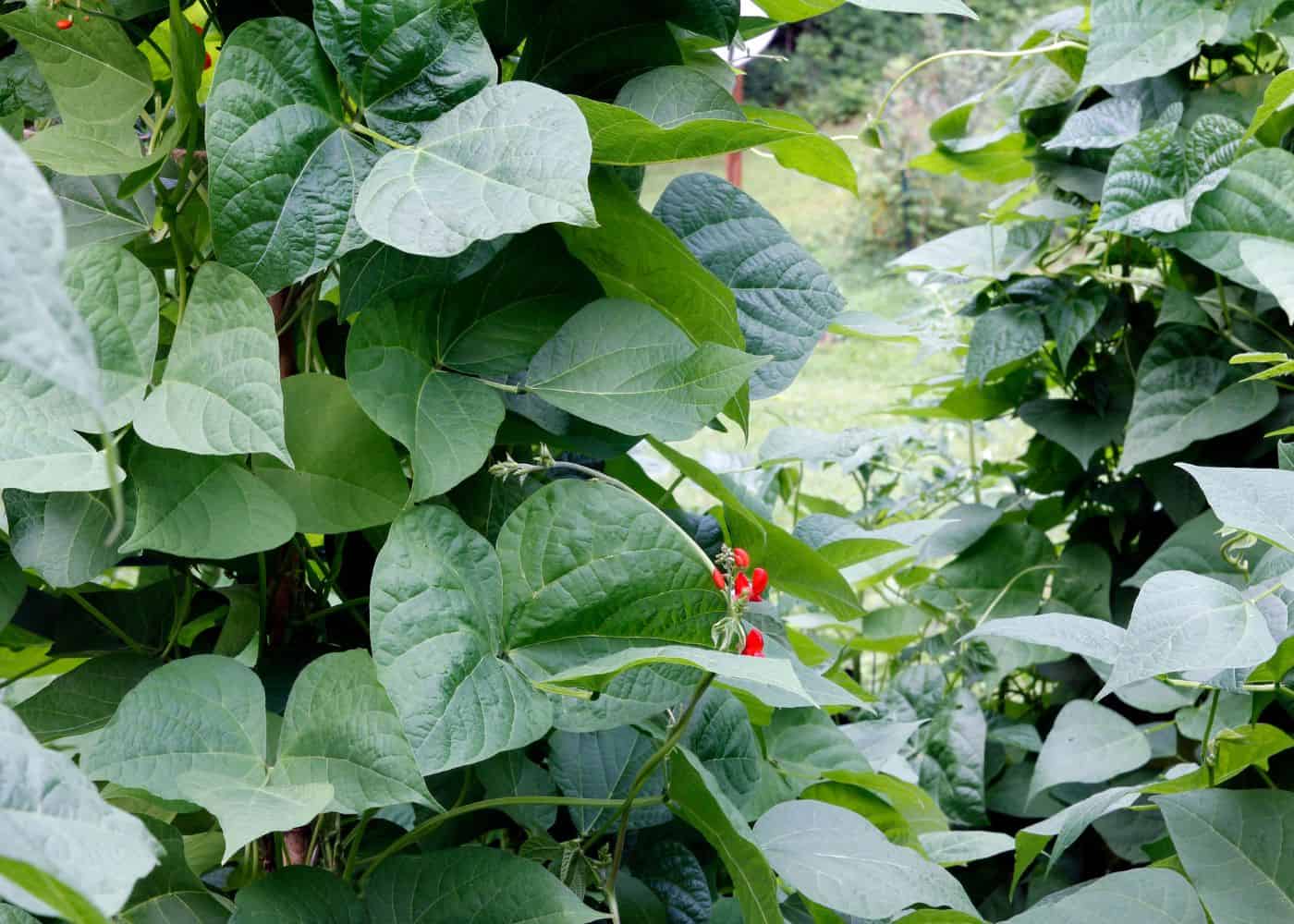 10 warm season vegetables 🥒 🍆 Harvest bountiful crops under the sun