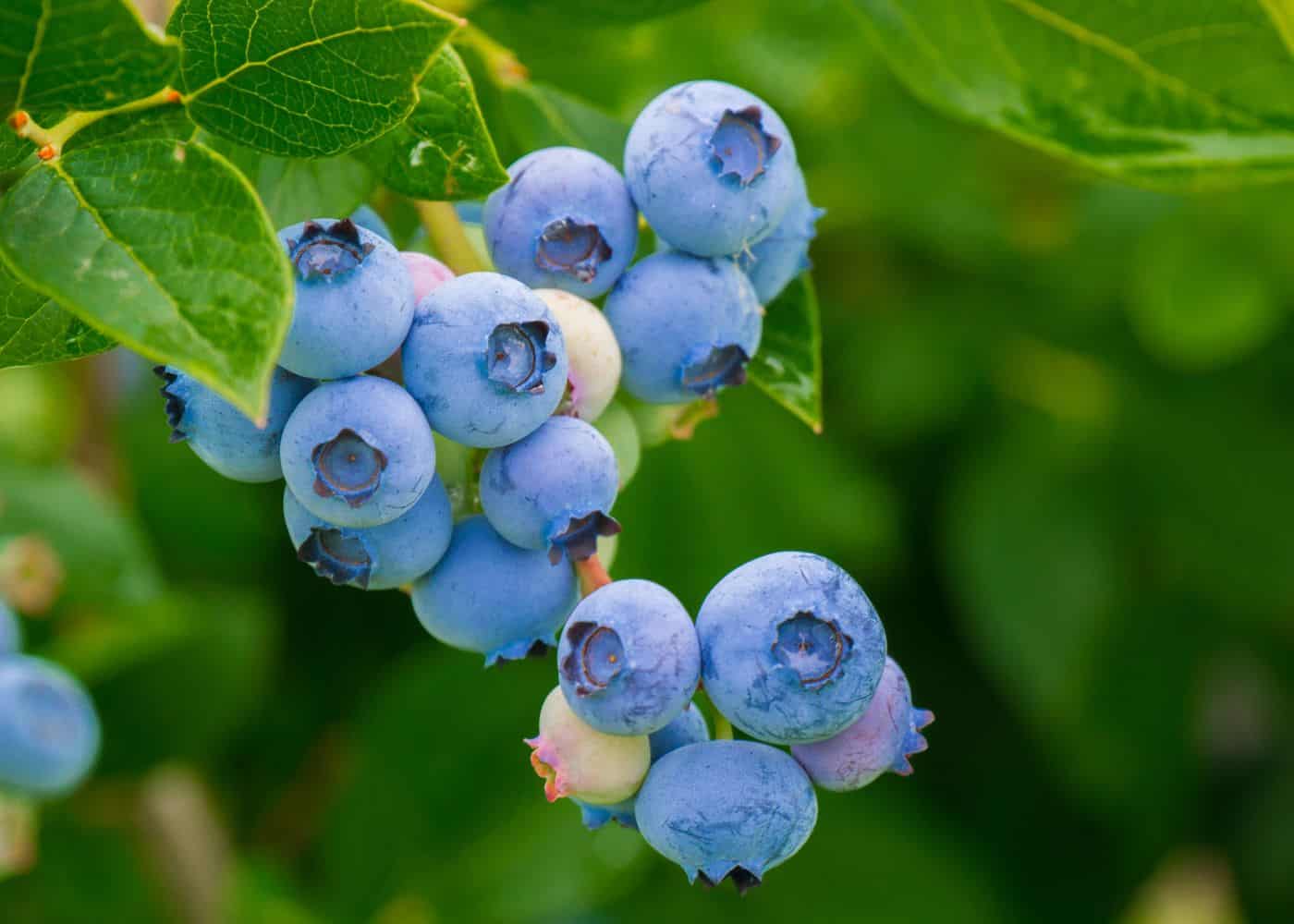 Blueberry plant fertilizer
