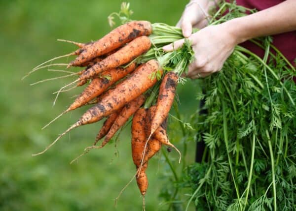 20 cool season vegetables 🌱 ️ Boost your garden's off-peak production