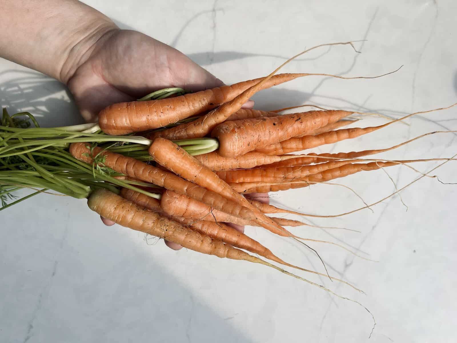 20 cool season vegetables 🌱 ️ Boost your garden's off-peak production