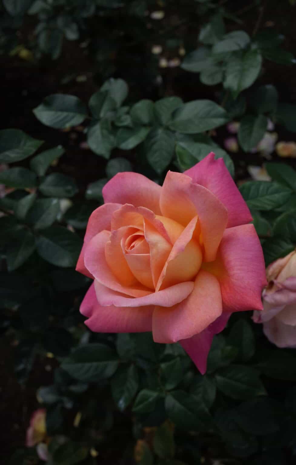 25 pink roses 🌹💕 Revealing the top cultivars for a blush-tinted garden